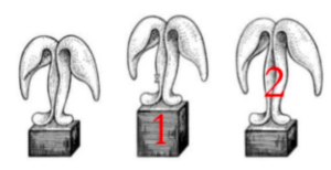 Mechanisms of Nasal Tip Deprojection: An Overview - Rhinoplasty Archive