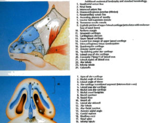 Polly Beak Deformity - Rhinoplasty Archive